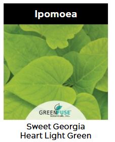 Sweet Potato Vine - Sweet Georgia Heart Light Green – Troop 373 Flower Sale
